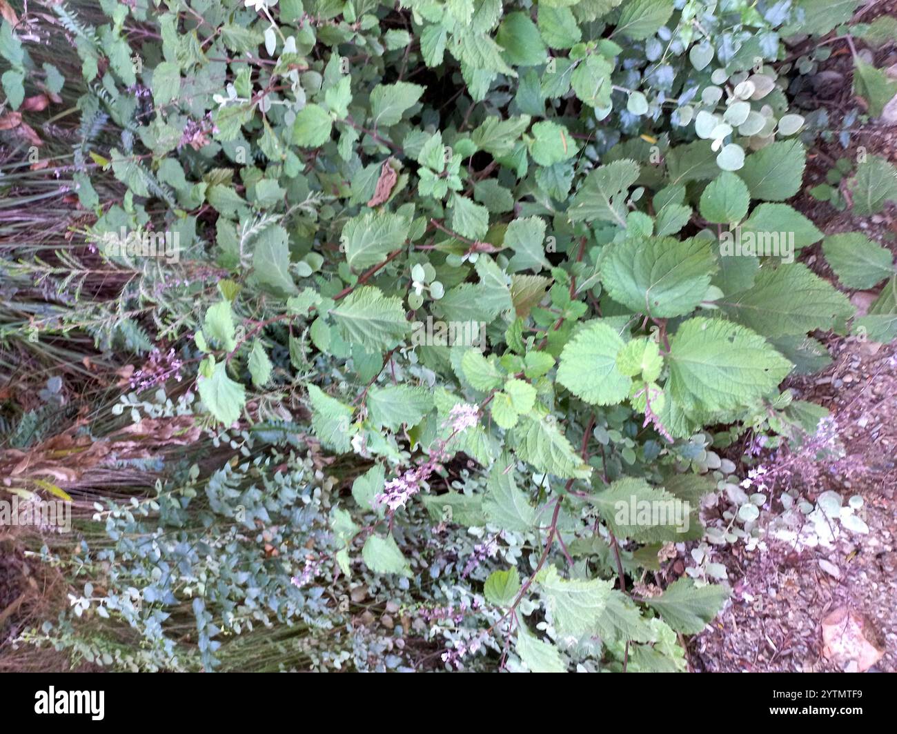 pink fly bush (Plectranthus fruticosus Stock Photo - Alamy