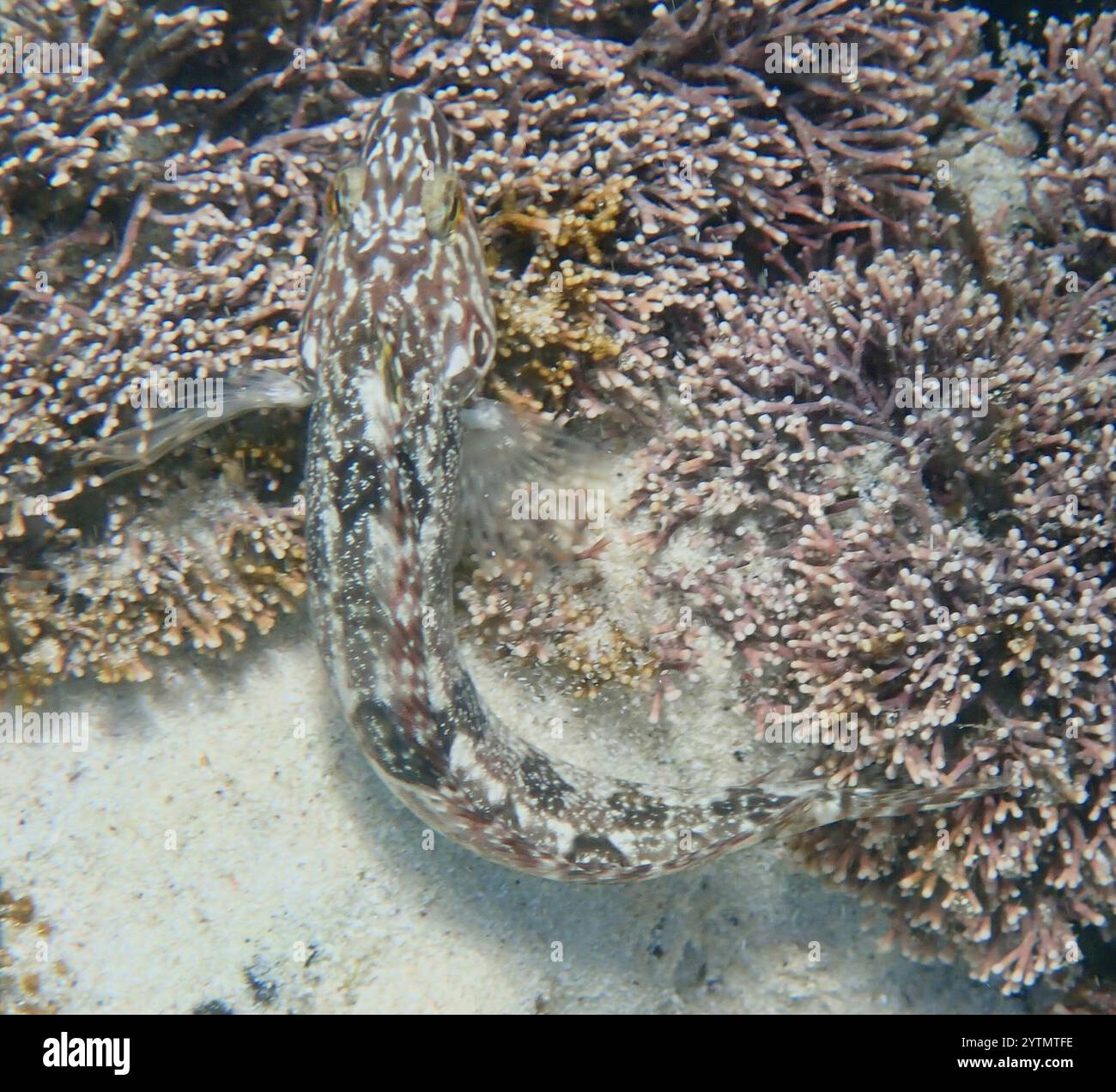 Super klipfish hi-res stock photography and images - Alamy