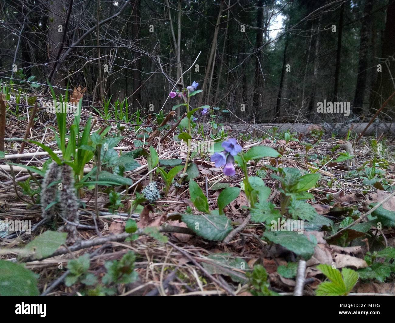 Suffolk Lungwort (Pulmonaria obscura Stock Photo - Alamy