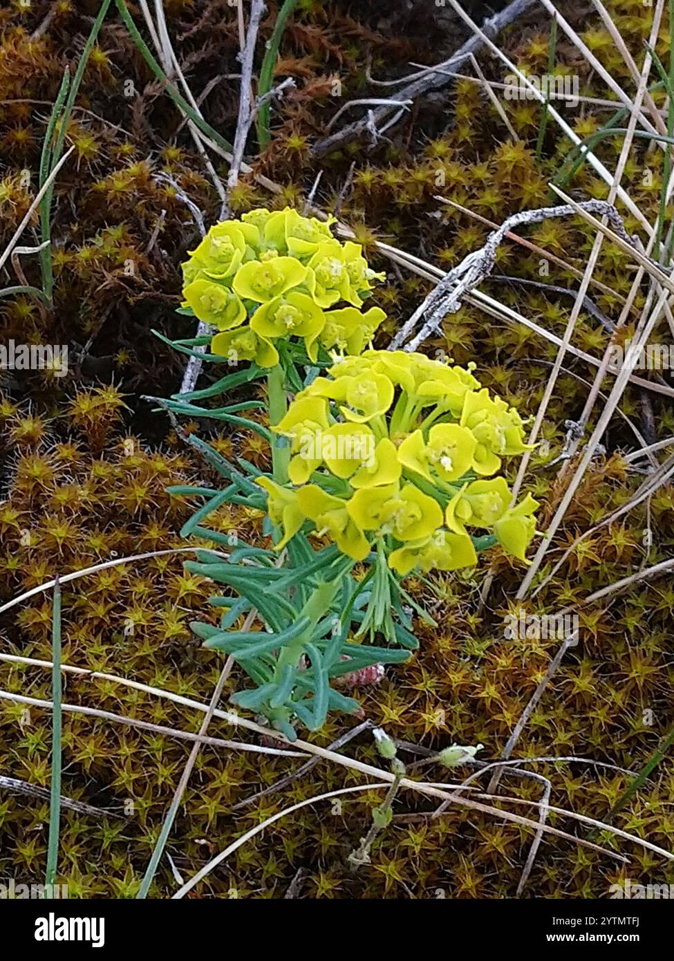 cypress spurge (Euphorbia cyparissias Stock Photo - Alamy