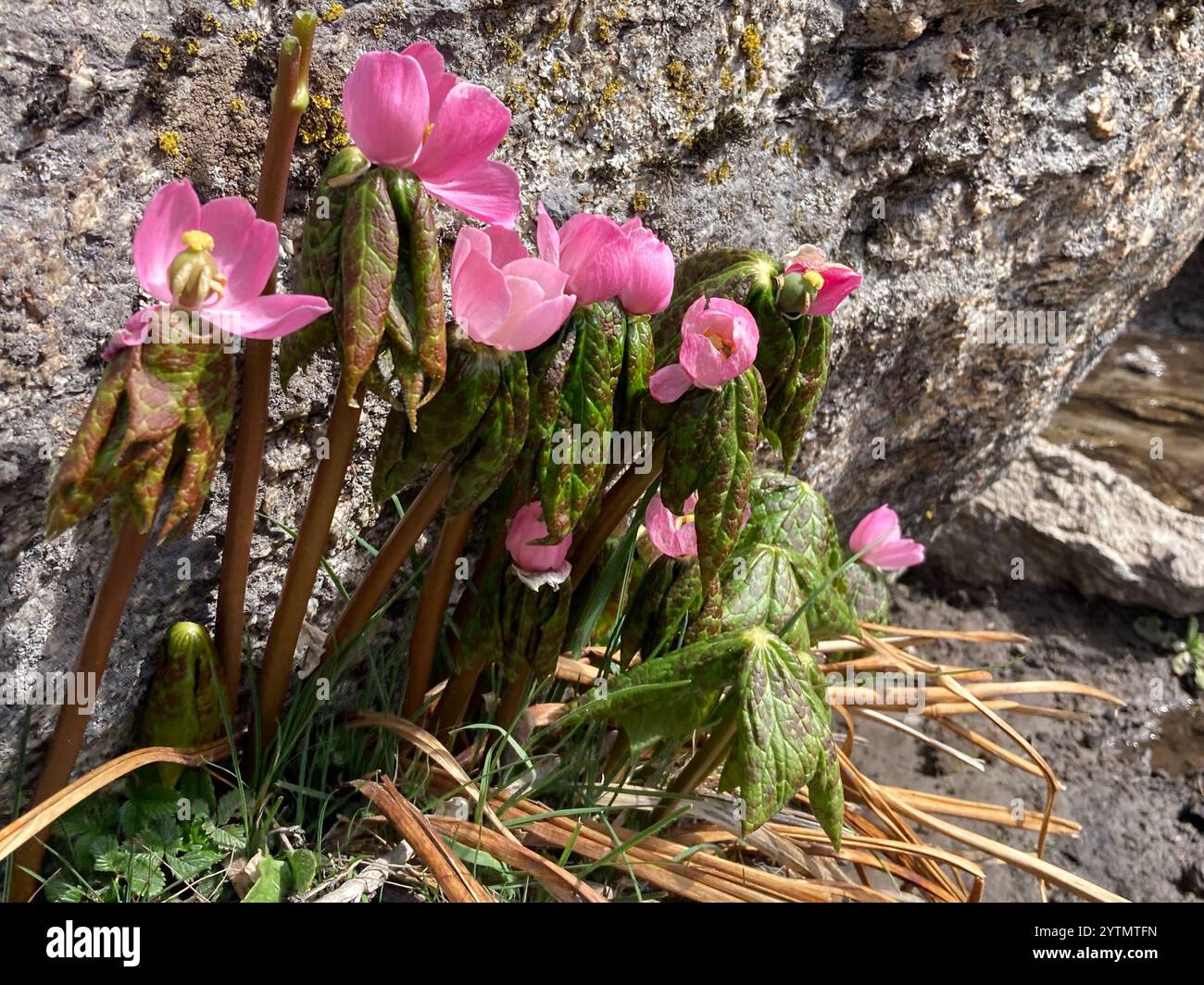 Himalayan Mayapple (Podophyllum hexandrum Stock Photo - Alamy