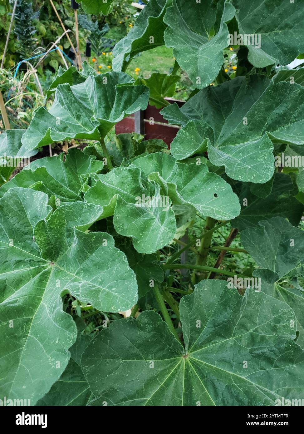 Tree Mallow (Malva arborea Stock Photo - Alamy