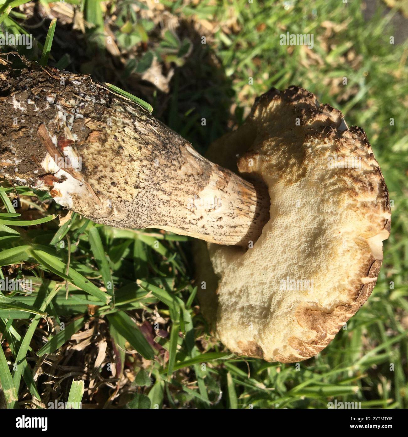 Ghost bolete hi-res stock photography and images - Alamy