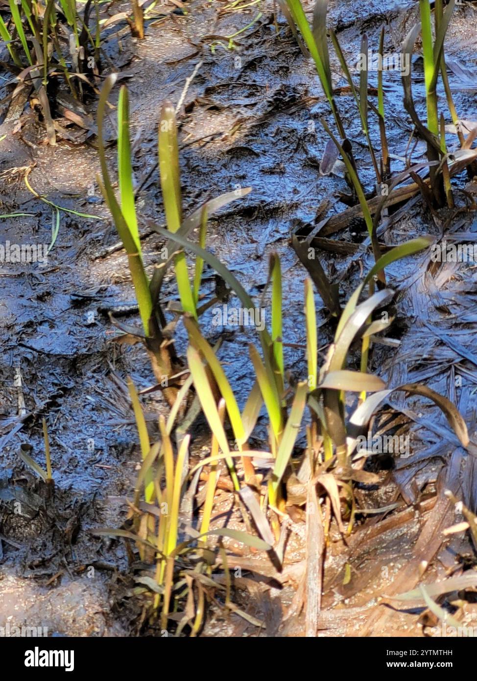 grasses, sedges, cattails, and allies (Poales Stock Photo - Alamy