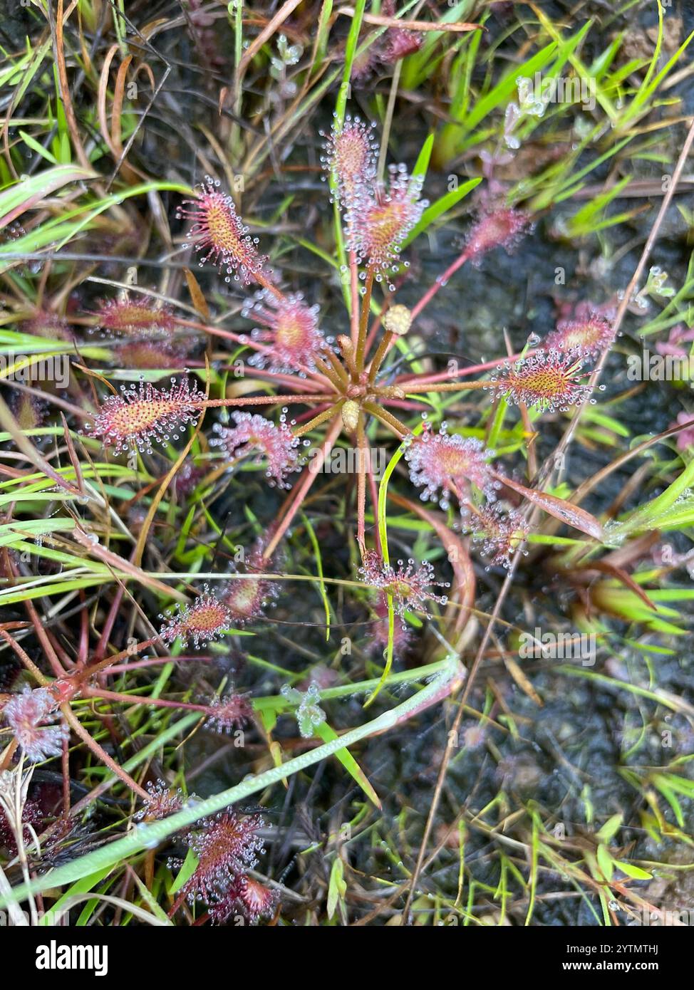 spoonleaf sundew (Drosera intermedia Stock Photo - Alamy