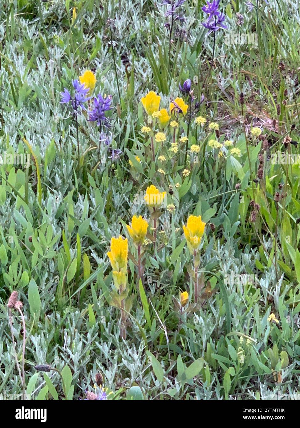 golden Indian paintbrush (Castilleja levisecta Stock Photo - Alamy