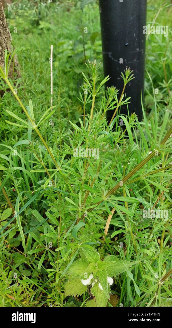 catchweed bedstraw (Galium aparine Stock Photo - Alamy
