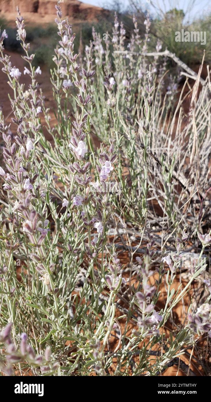 Frosted Mint (Poliomintha incana Stock Photo - Alamy