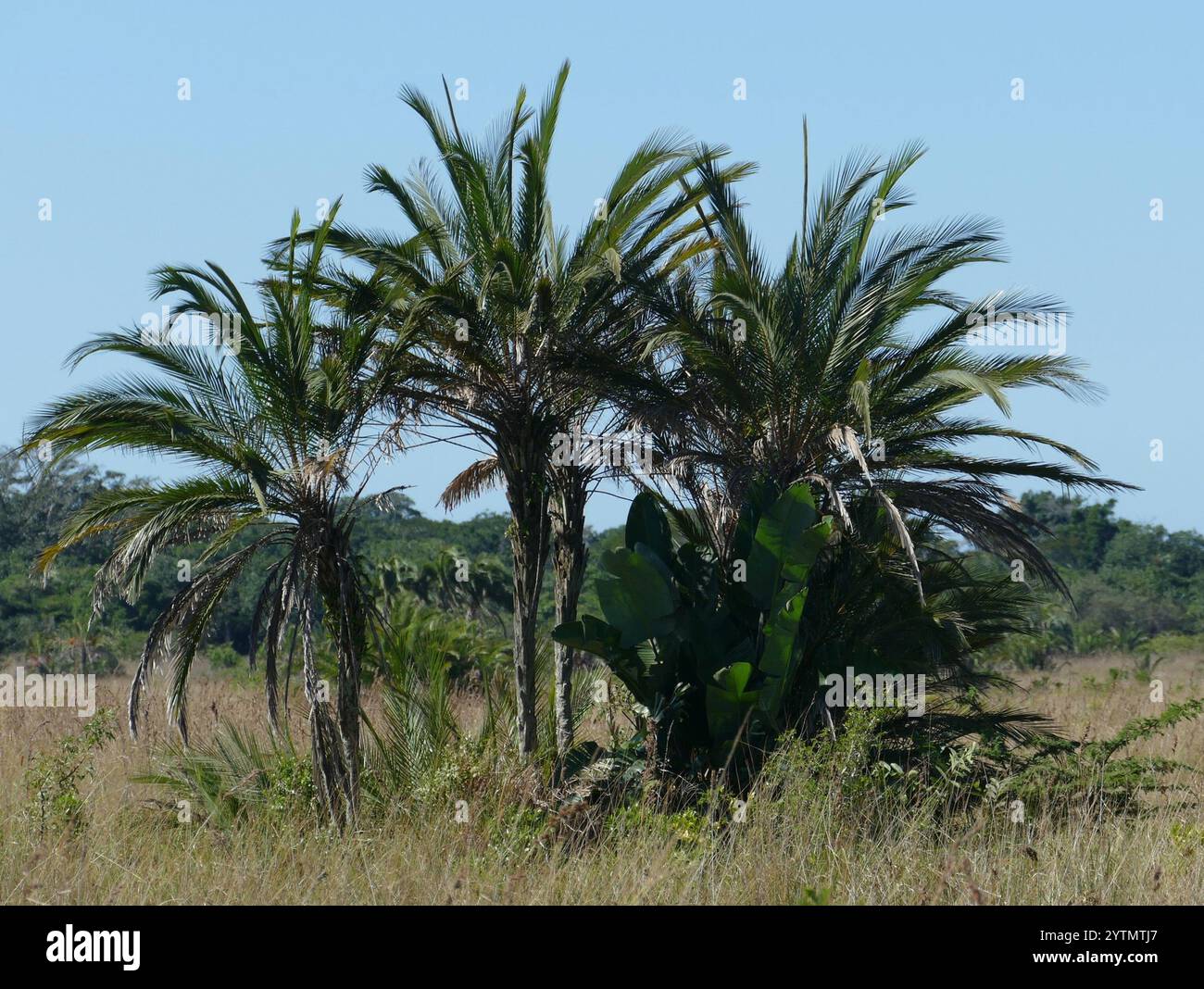 Reclining Date Palm (Phoenix reclinata Stock Photo - Alamy