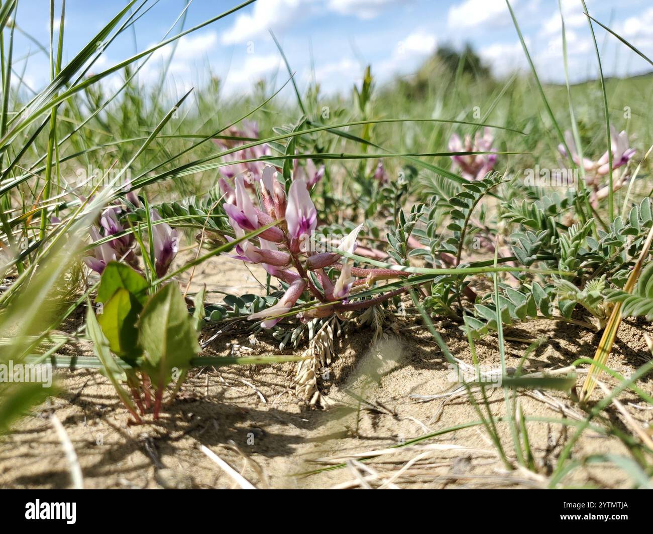 Ground-plum (Astragalus crassicarpus Stock Photo - Alamy