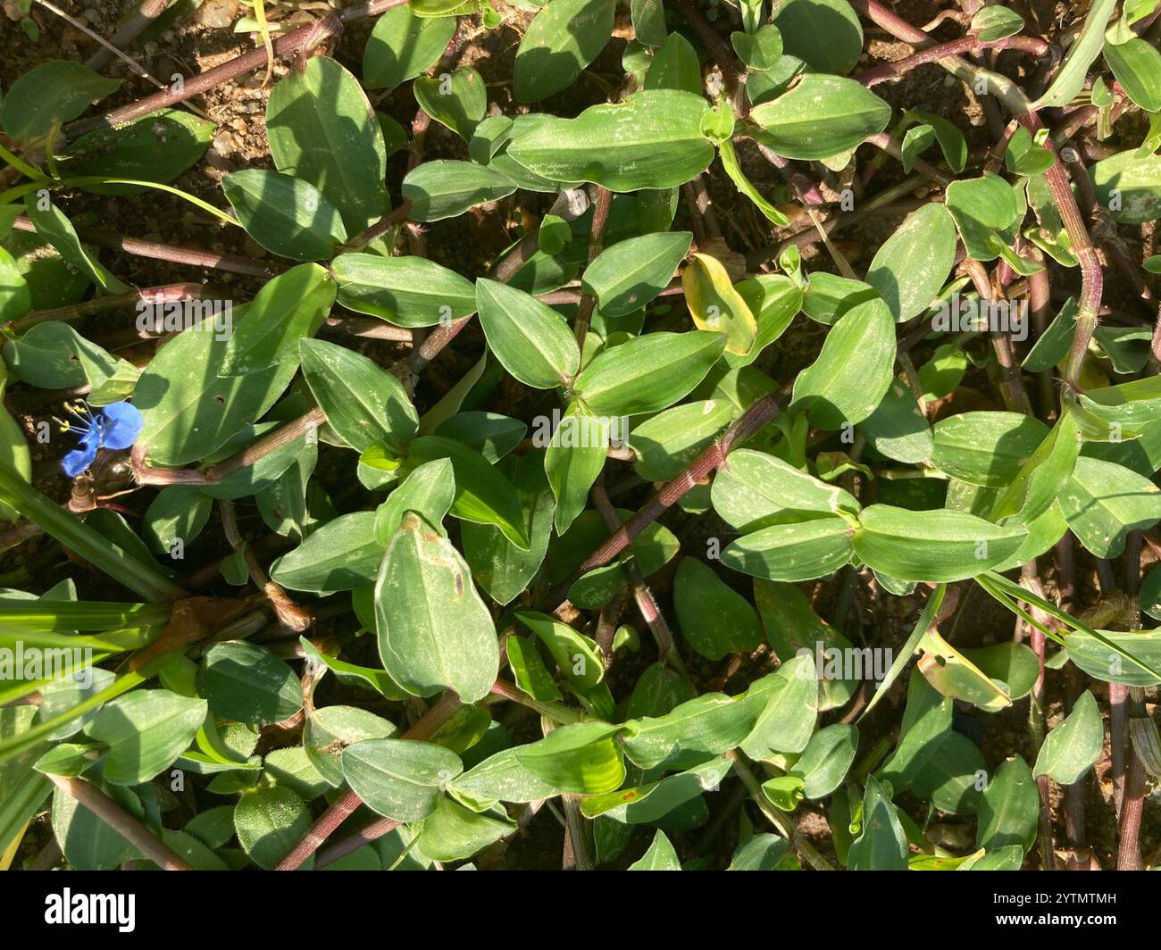 climbing dayflower (Commelina diffusa Stock Photo - Alamy