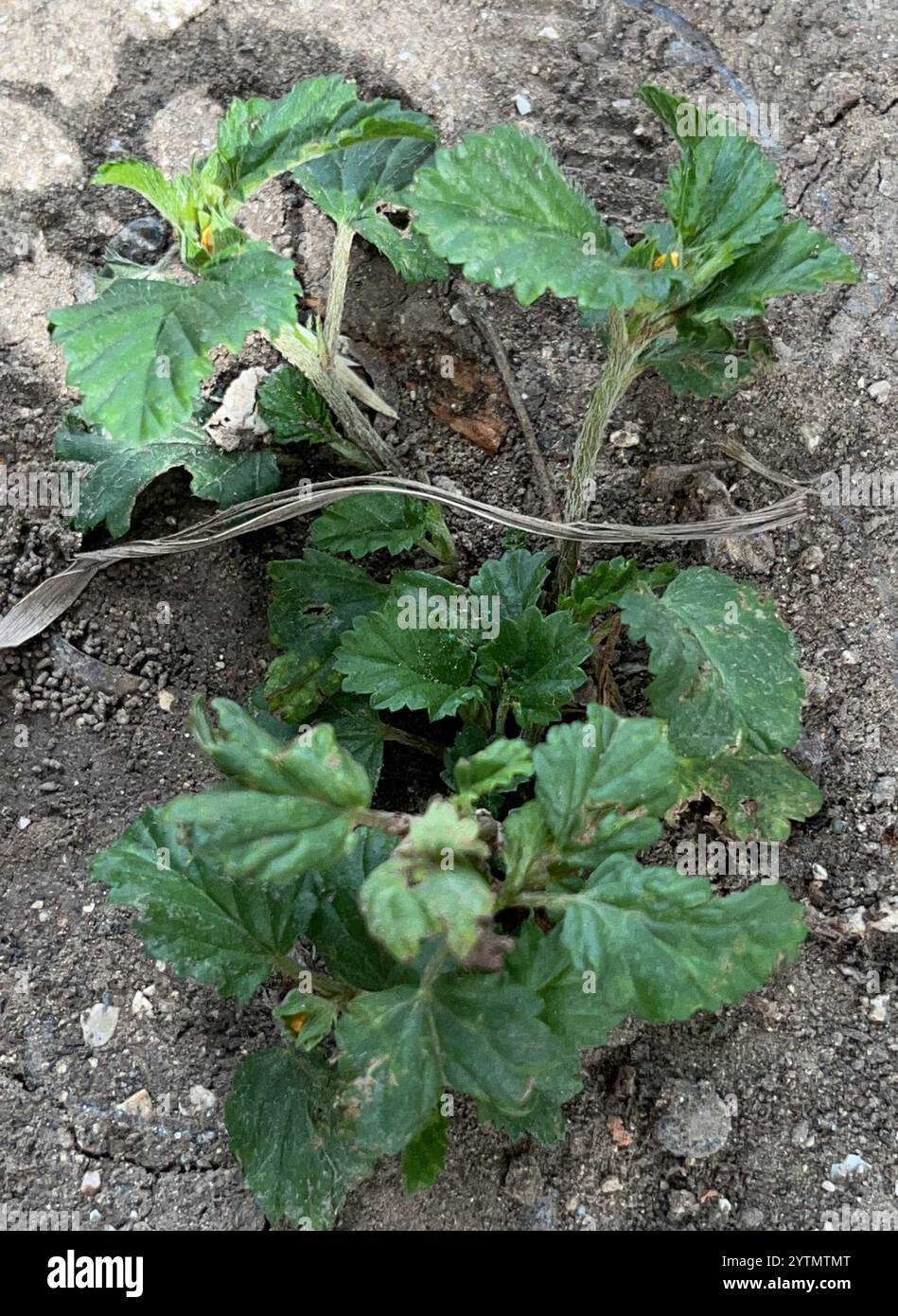 three-lobe false mallow (Malvastrum coromandelianum Stock Photo - Alamy