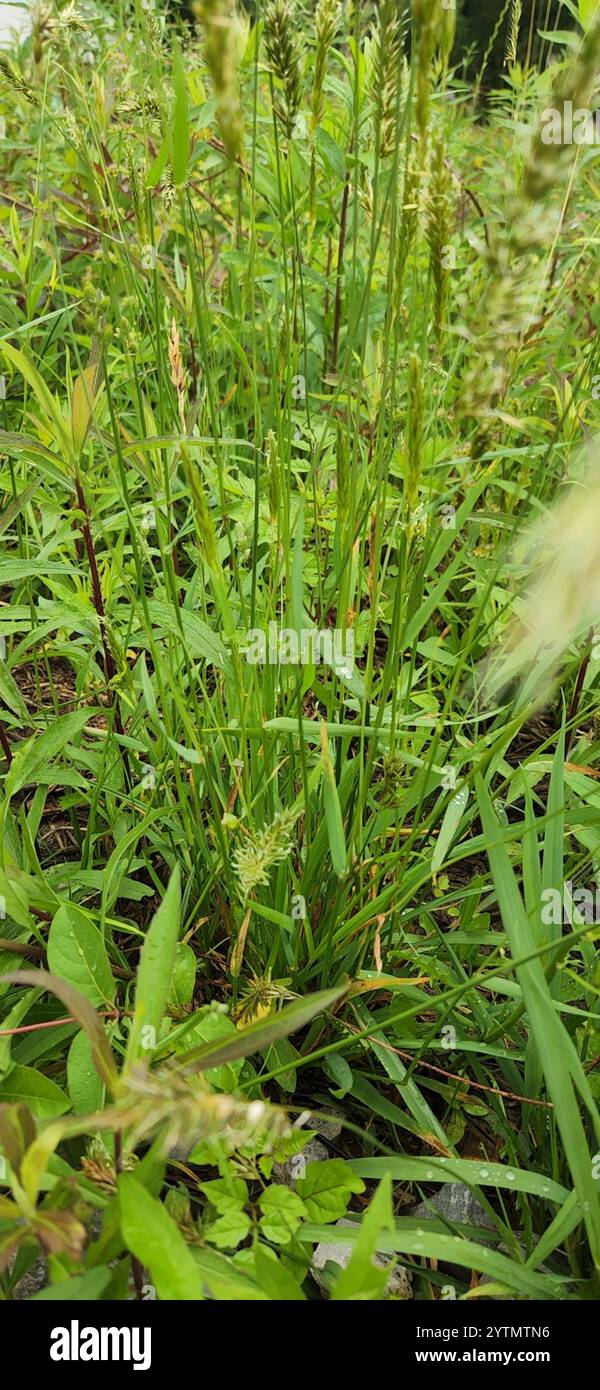 sweet vernal grass (Anthoxanthum odoratum Stock Photo - Alamy