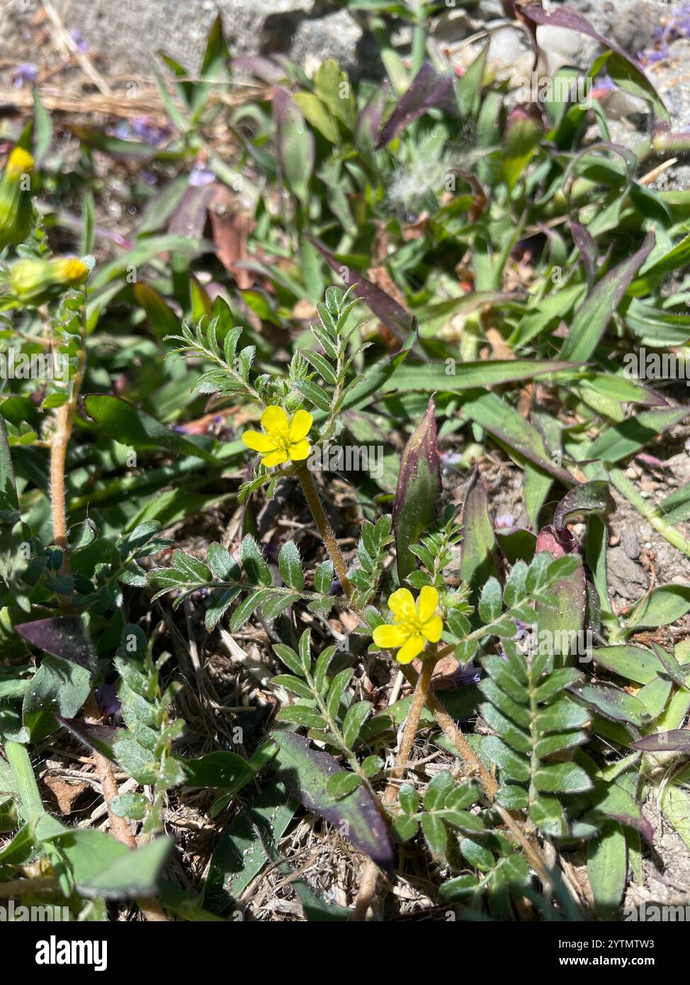 puncture vine (Tribulus terrestris Stock Photo - Alamy