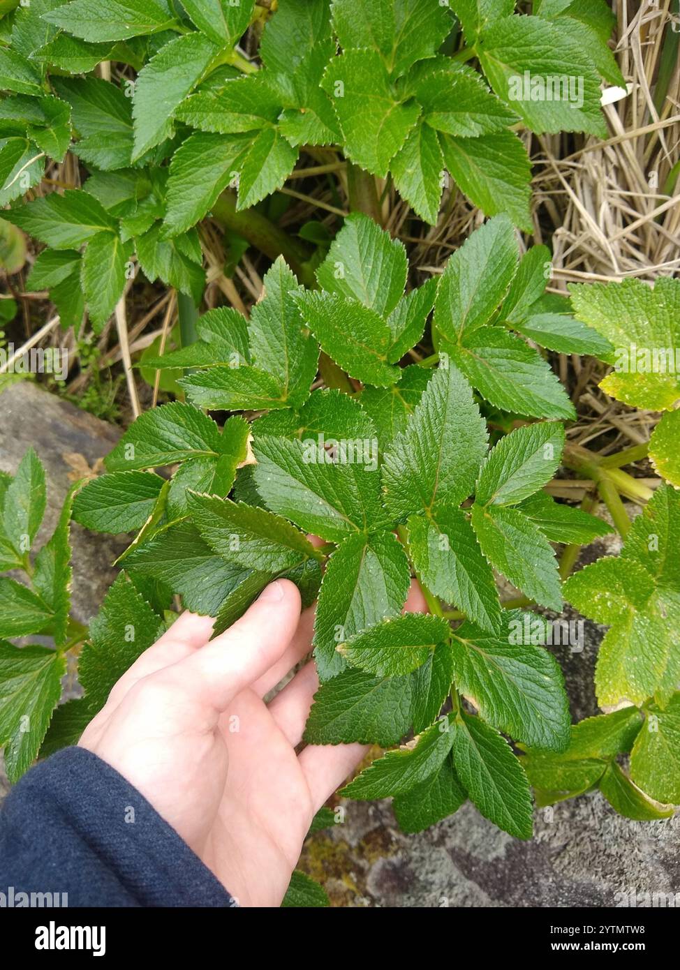 sea-watch (Angelica lucida Stock Photo - Alamy