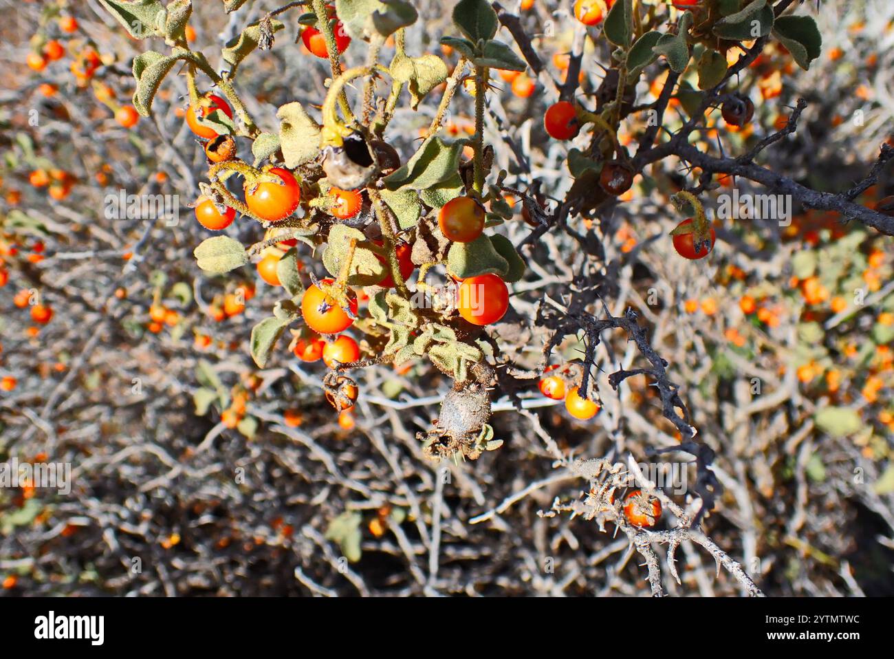 Common Snake-apple (Solanum tomentosum Stock Photo - Alamy