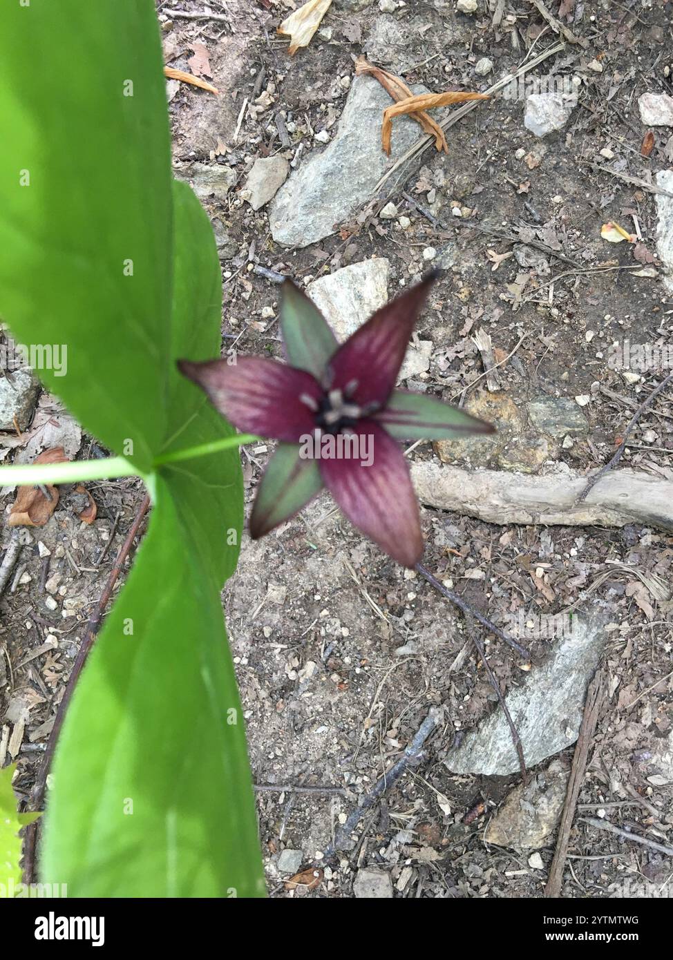red trillium (Trillium erectum Stock Photo - Alamy