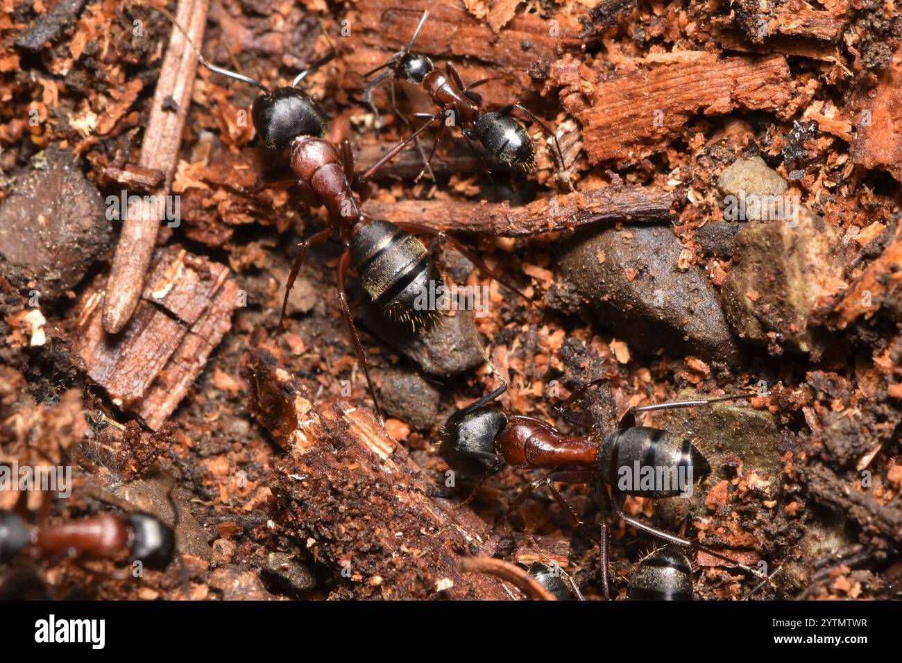 Bicolored Carpenter Ant (Camponotus vicinus Stock Photo - Alamy