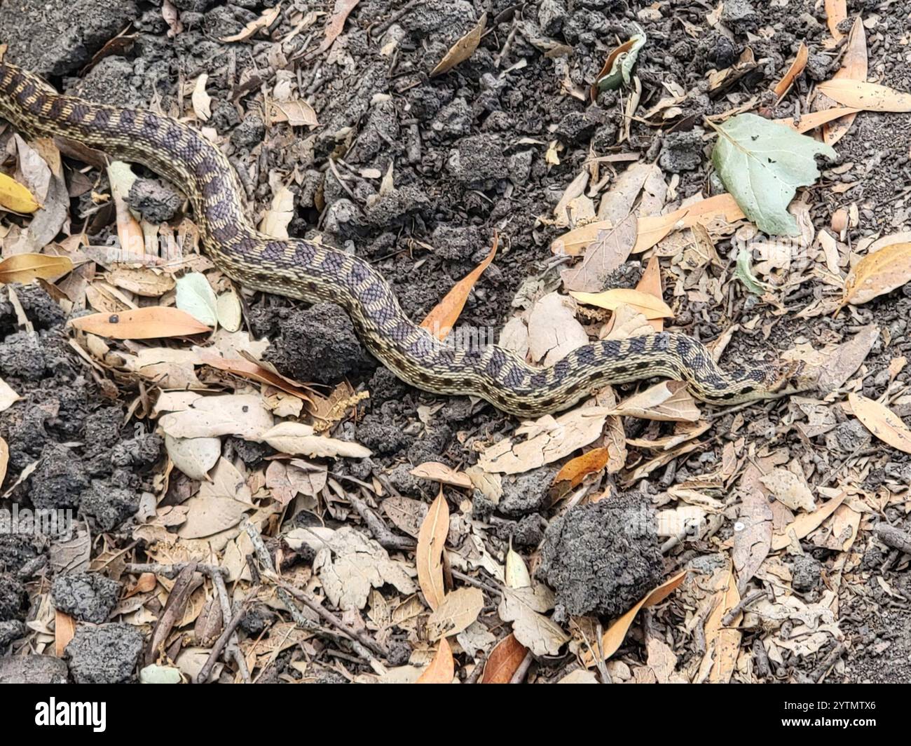 Pacific Gopher Snake (Pituophis catenifer catenifer Stock Photo - Alamy
