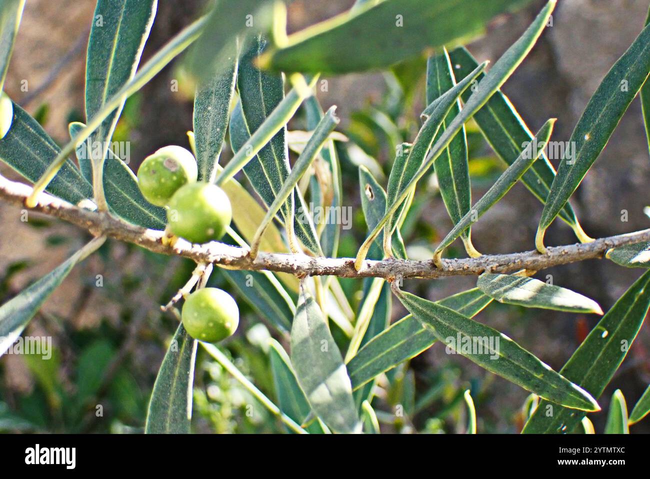 African Olive (Olea europaea africana Stock Photo - Alamy