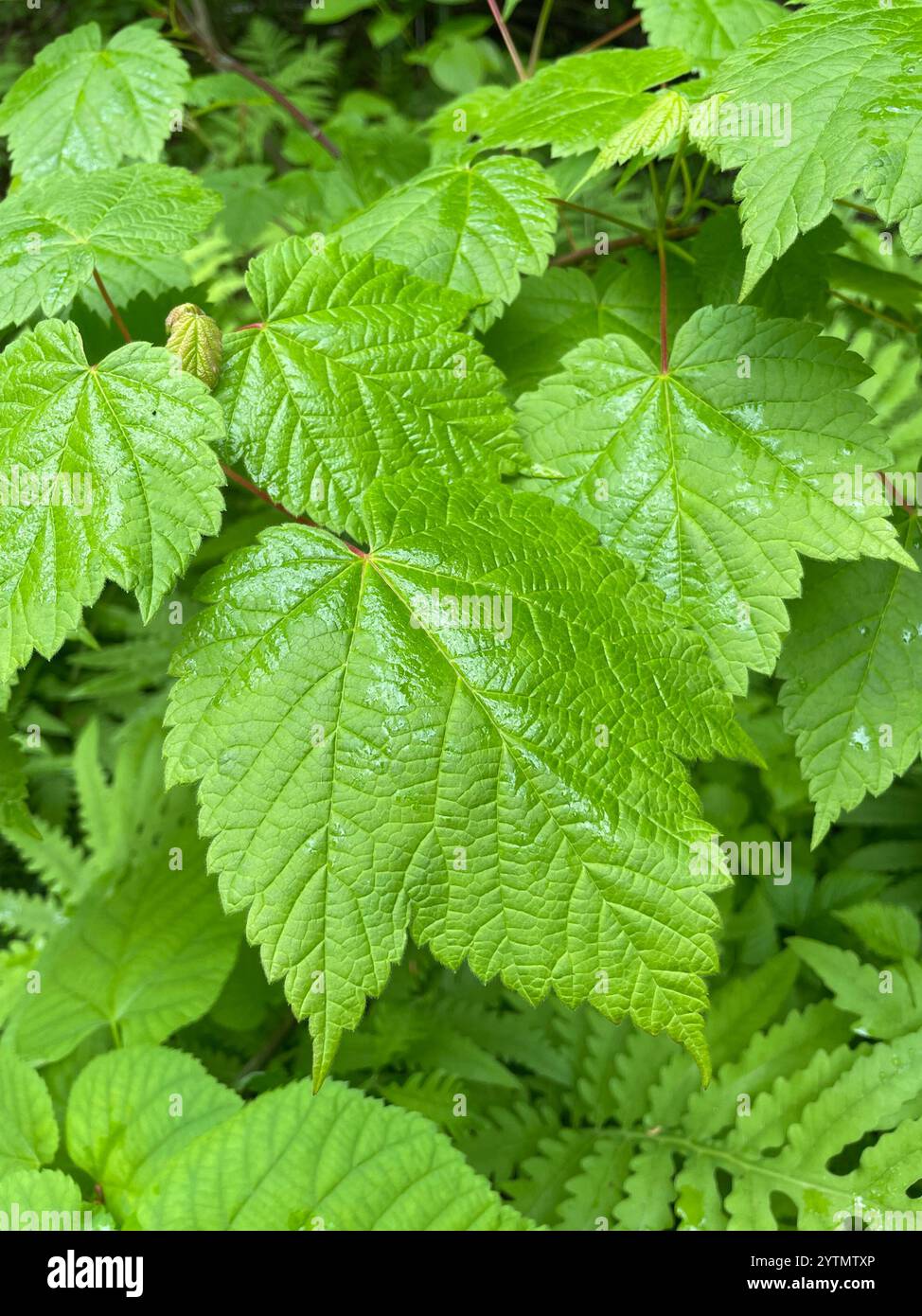 Mountain Maple (Acer spicatum Stock Photo - Alamy