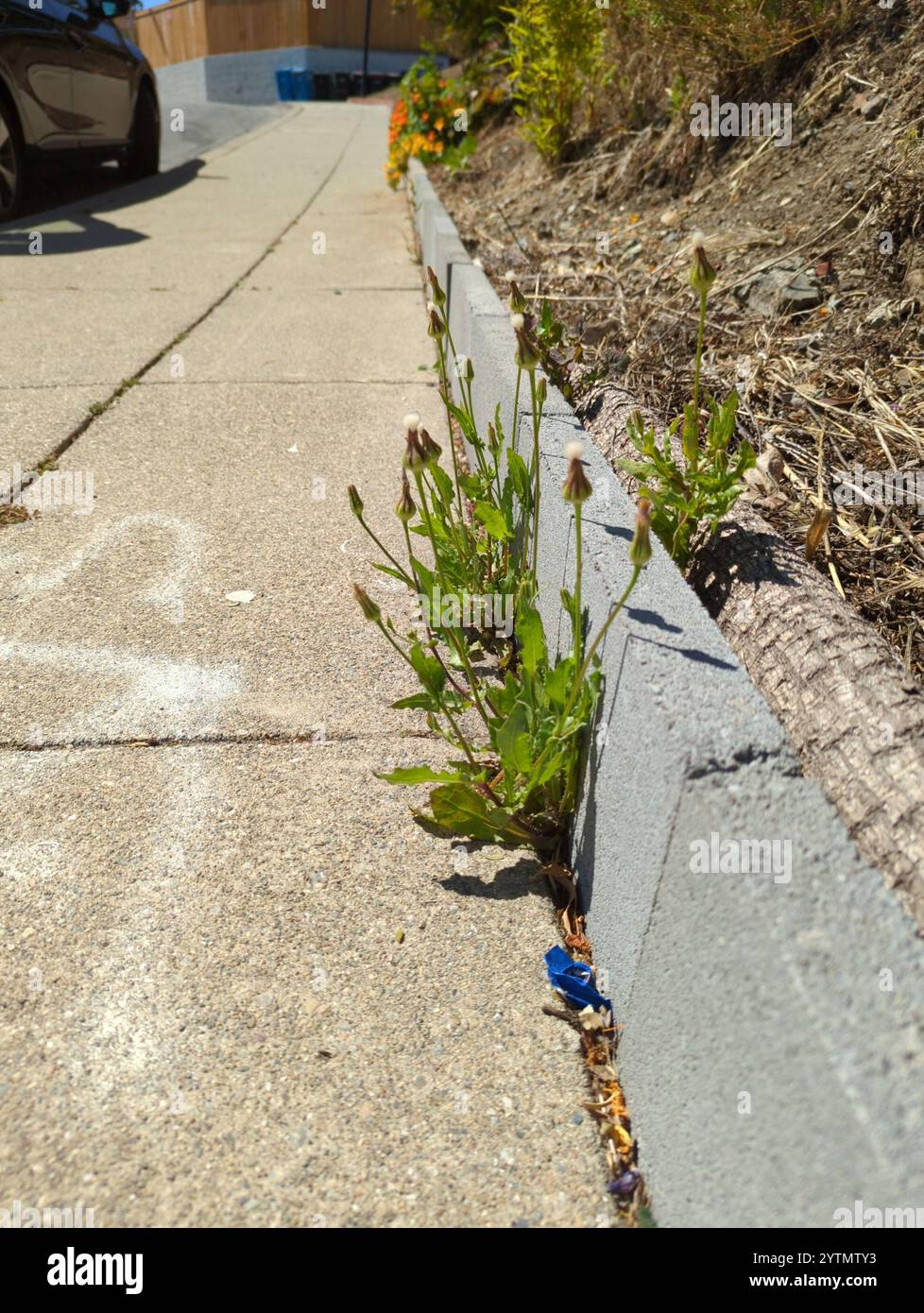 False hawkbit hi-res stock photography and images - Alamy