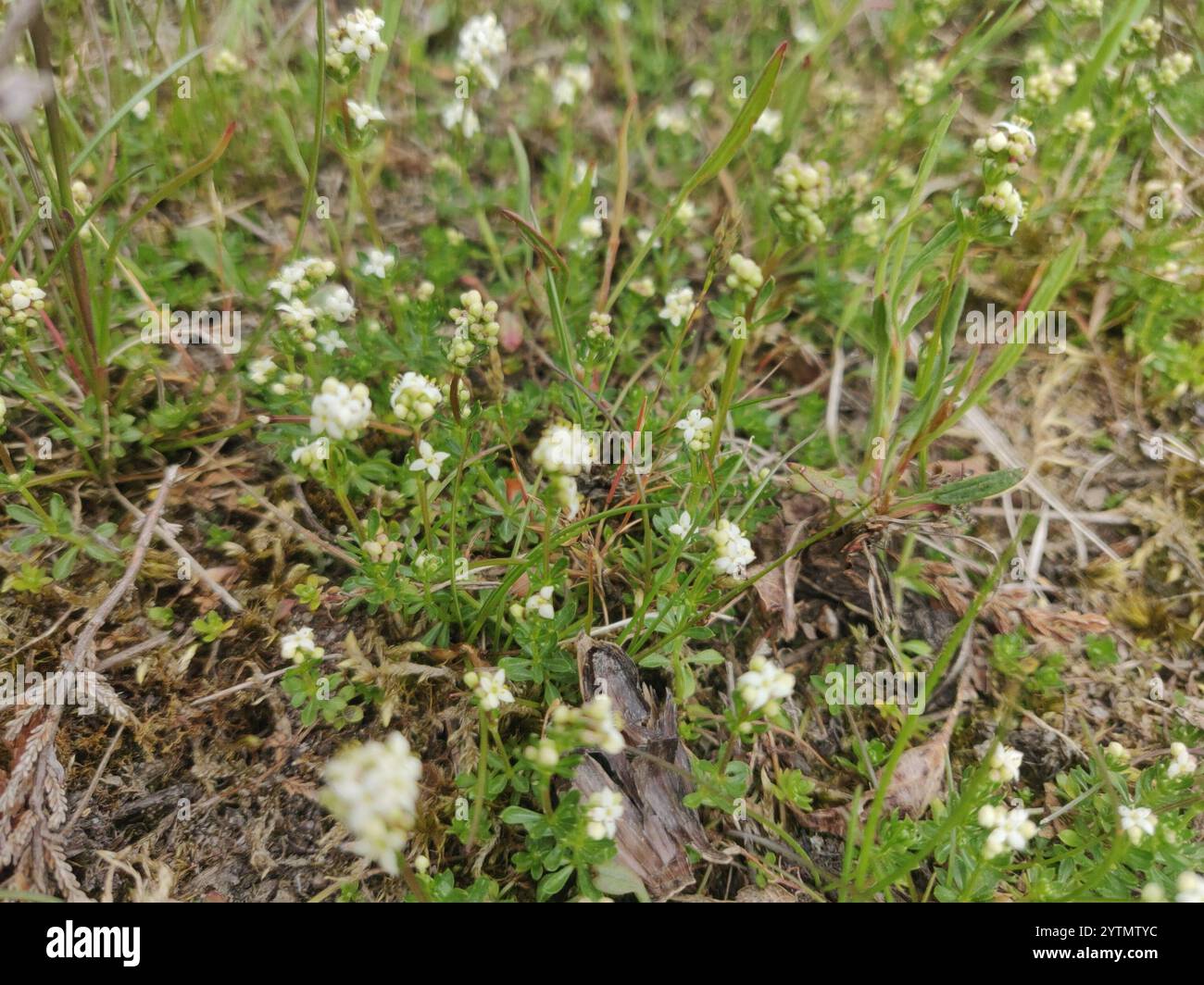 Heath Bedstraw (Galium saxatile Stock Photo - Alamy