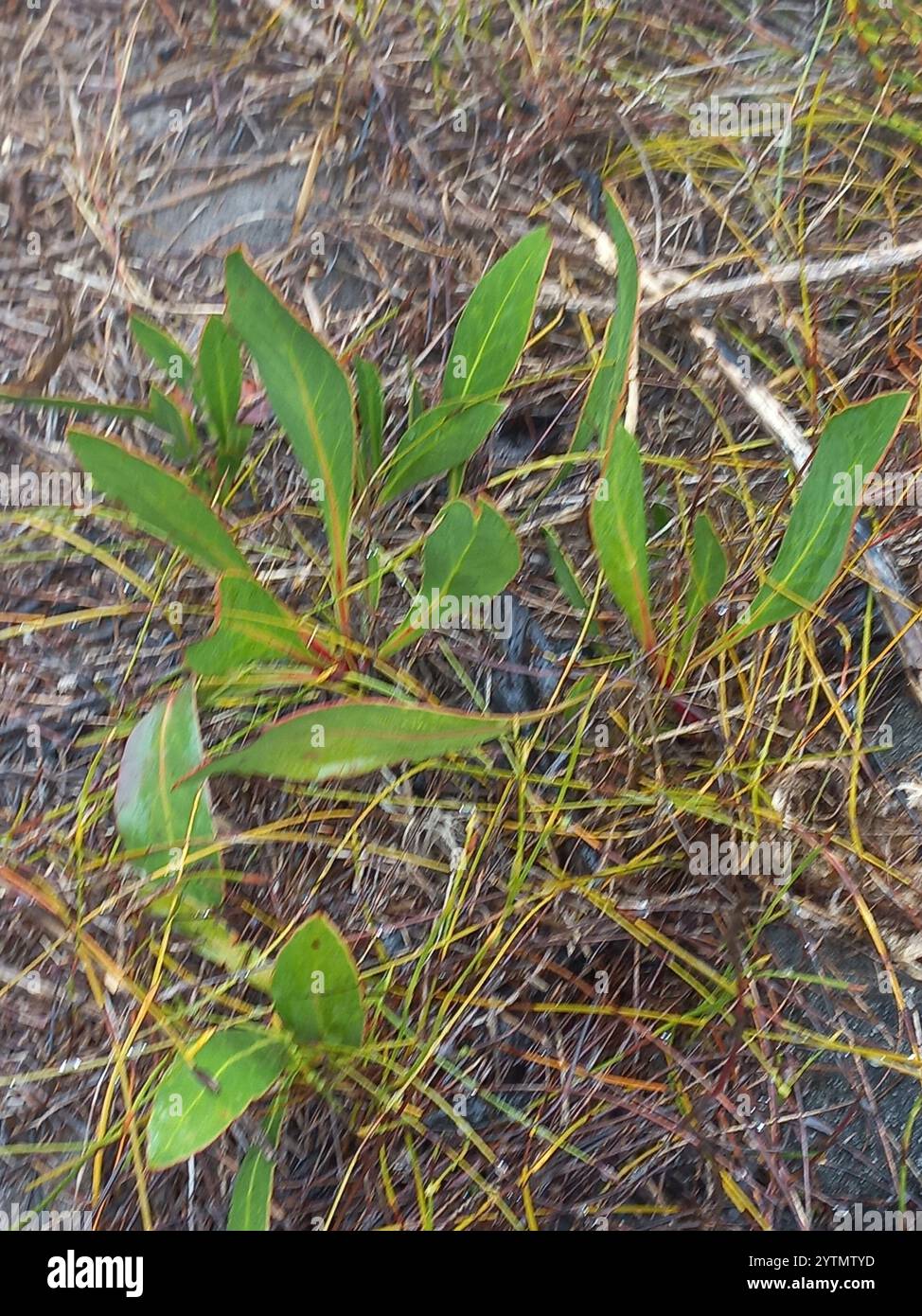 Common Ground Sugarbush (Protea acaulos Stock Photo - Alamy