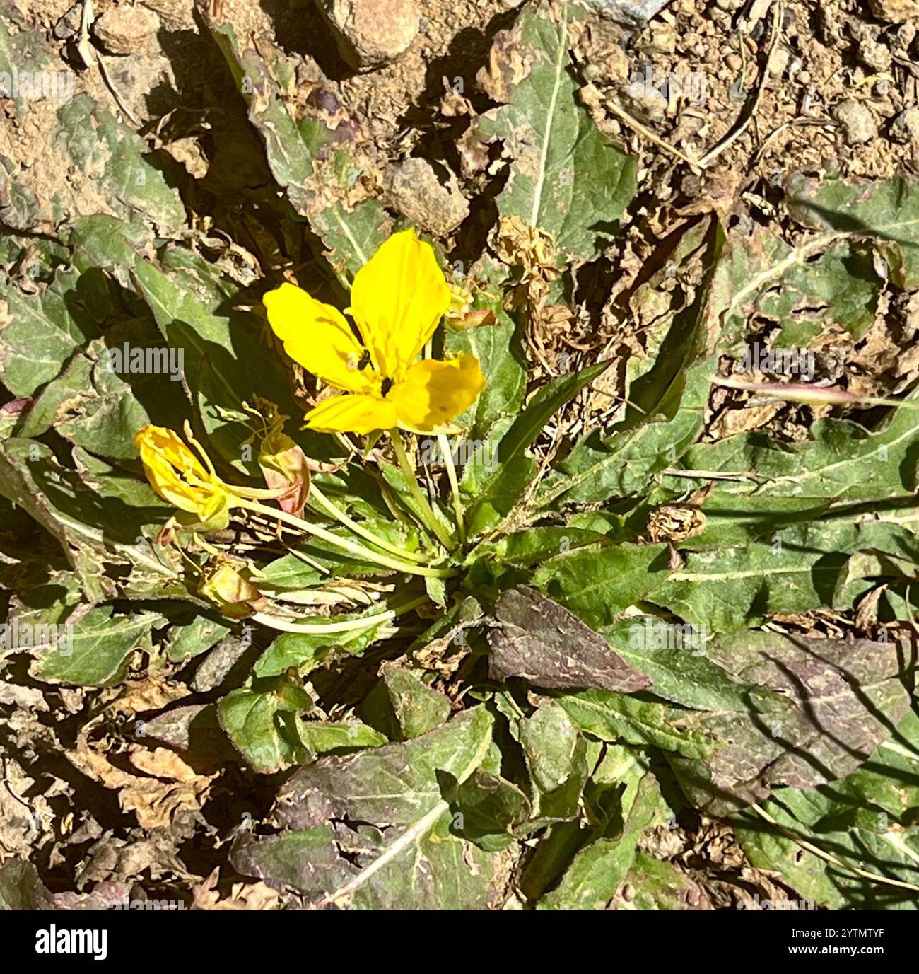 Sun Cup (Taraxia ovata Stock Photo - Alamy