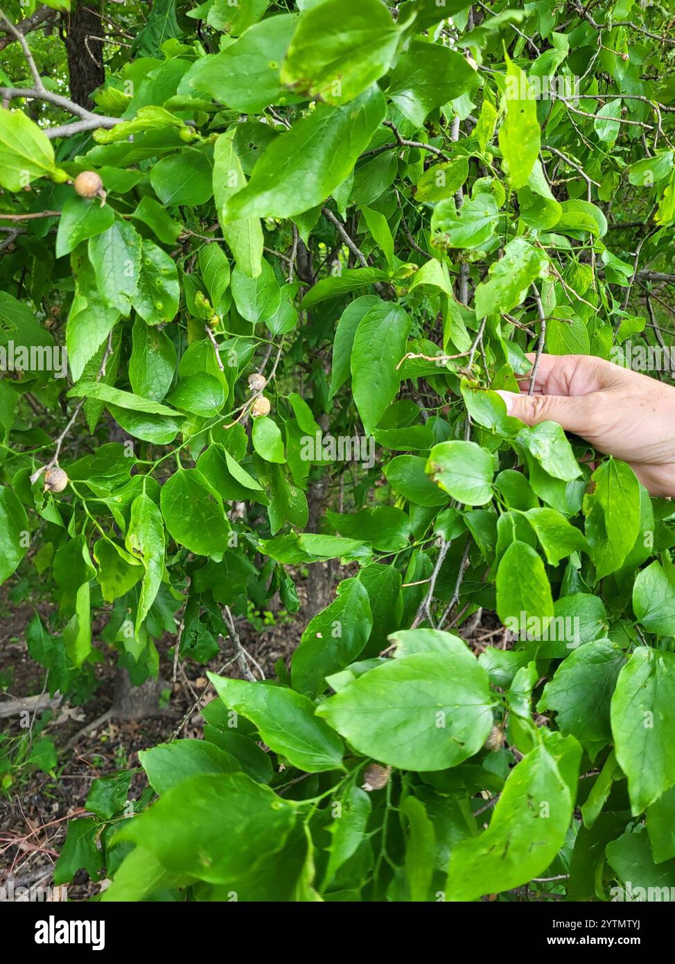 sugar hackberry (Celtis laevigata Stock Photo - Alamy