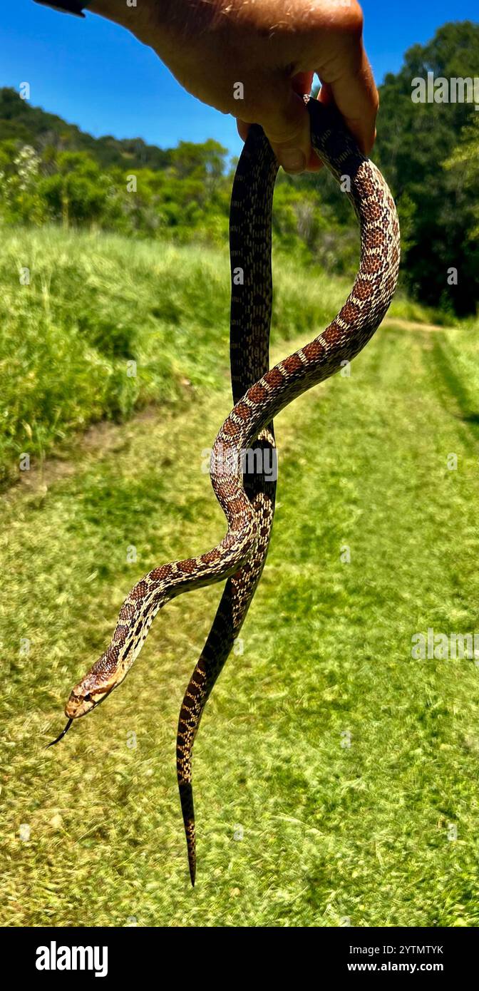 Pacific Gopher Snake (Pituophis catenifer catenifer Stock Photo - Alamy