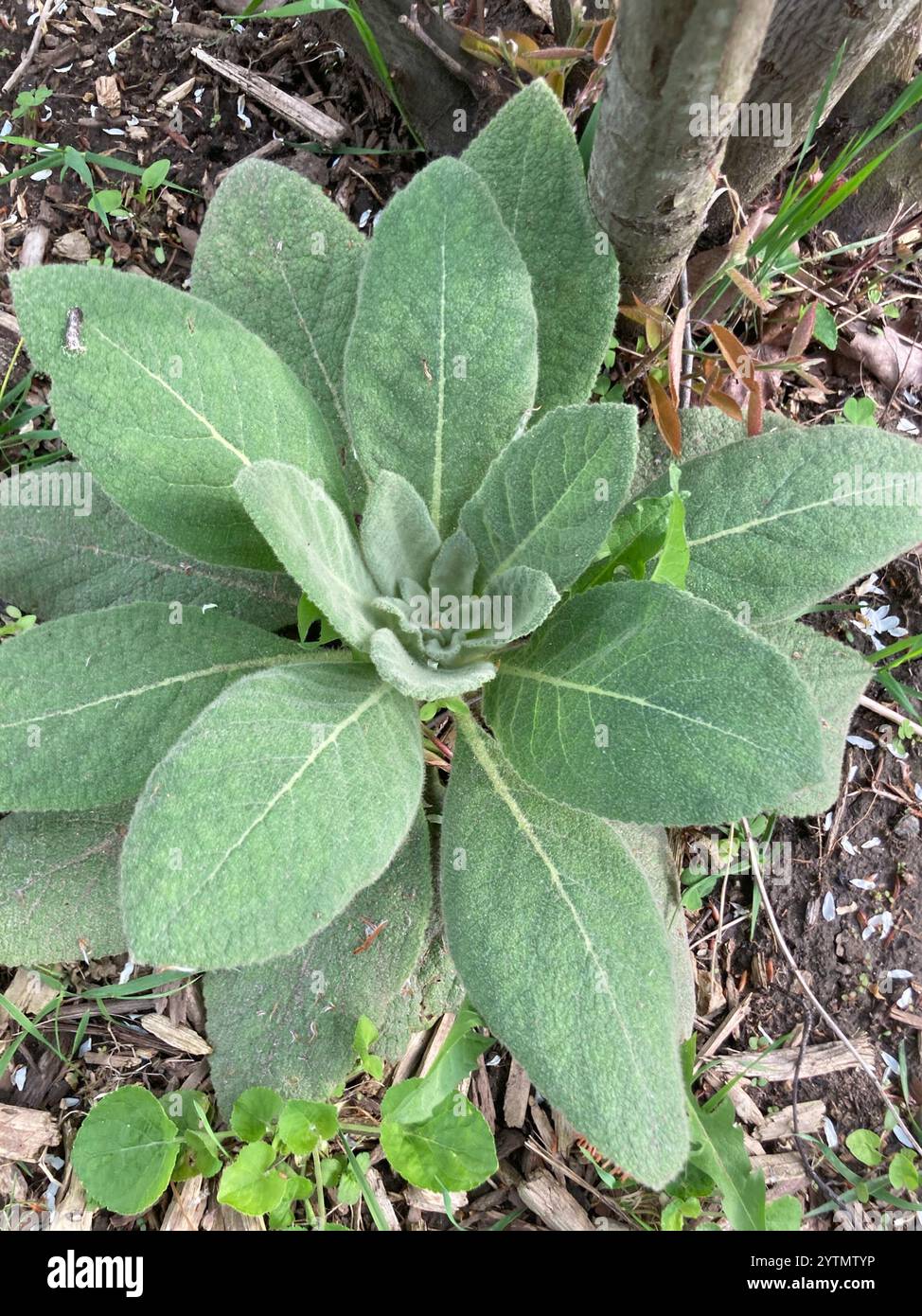 great mullein (Verbascum thapsus Stock Photo - Alamy