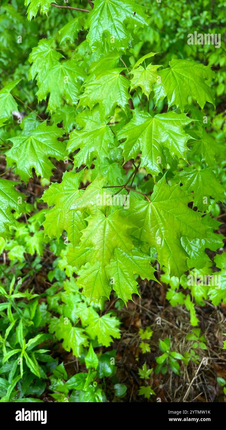Norway maple (Acer platanoides Stock Photo - Alamy