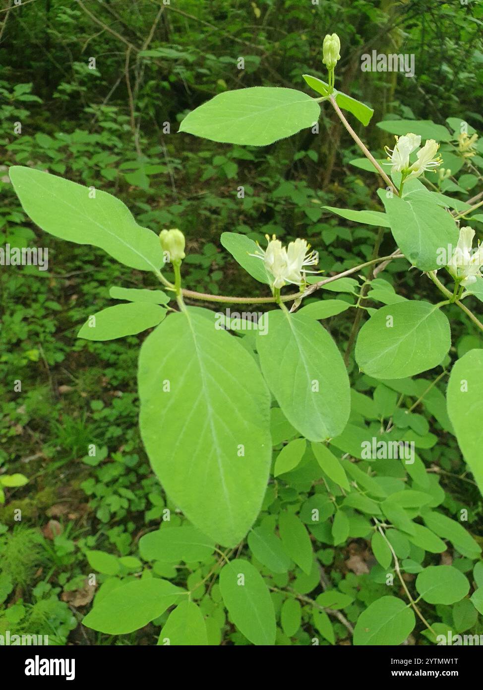 Fly Honeysuckle (Lonicera xylosteum Stock Photo - Alamy