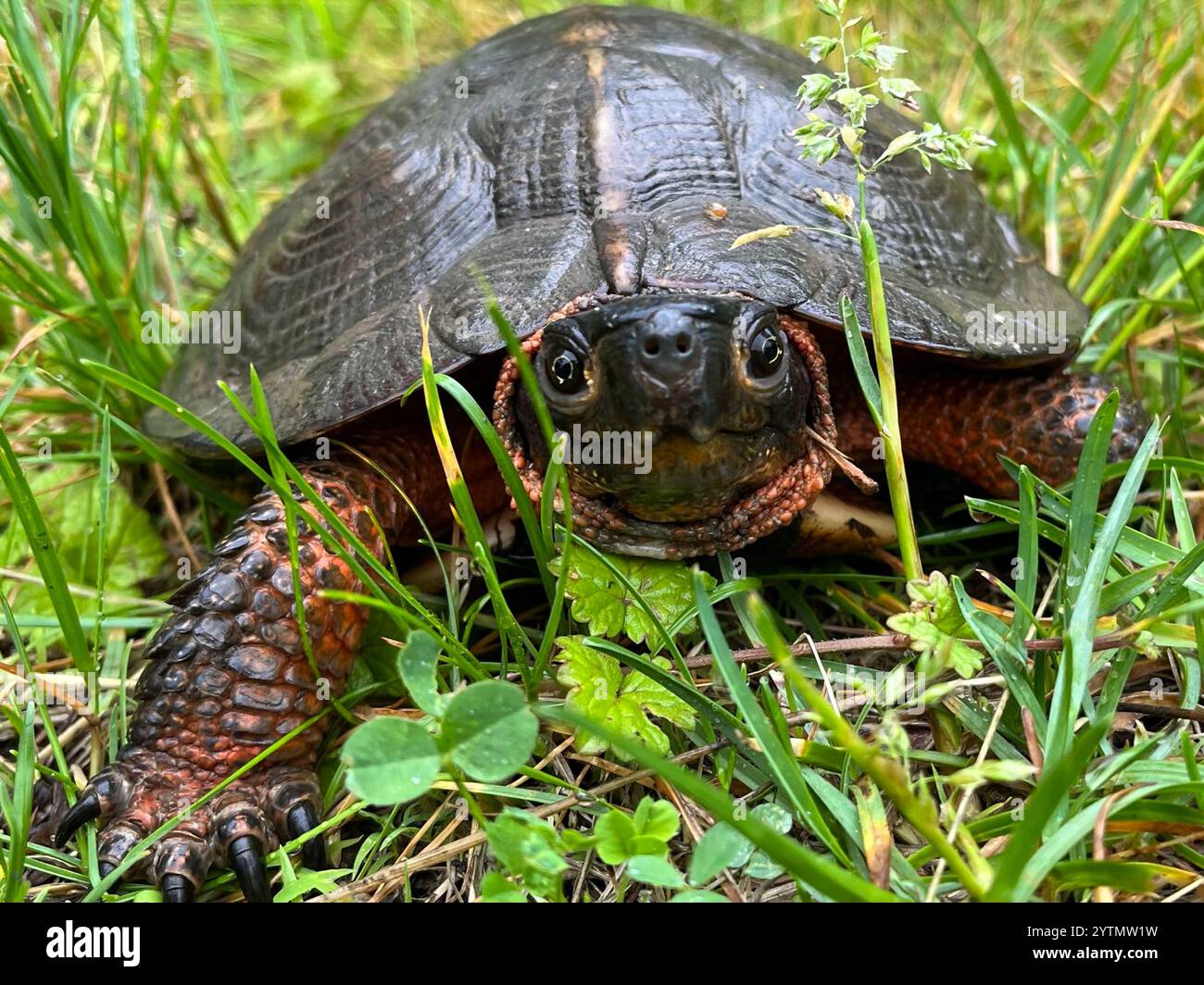 Wood Turtle (Glyptemys insculpta Stock Photo - Alamy