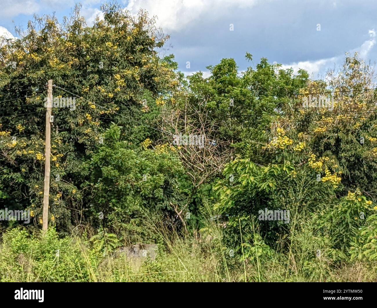 peacock flower subfamily (Caesalpinioideae Stock Photo - Alamy