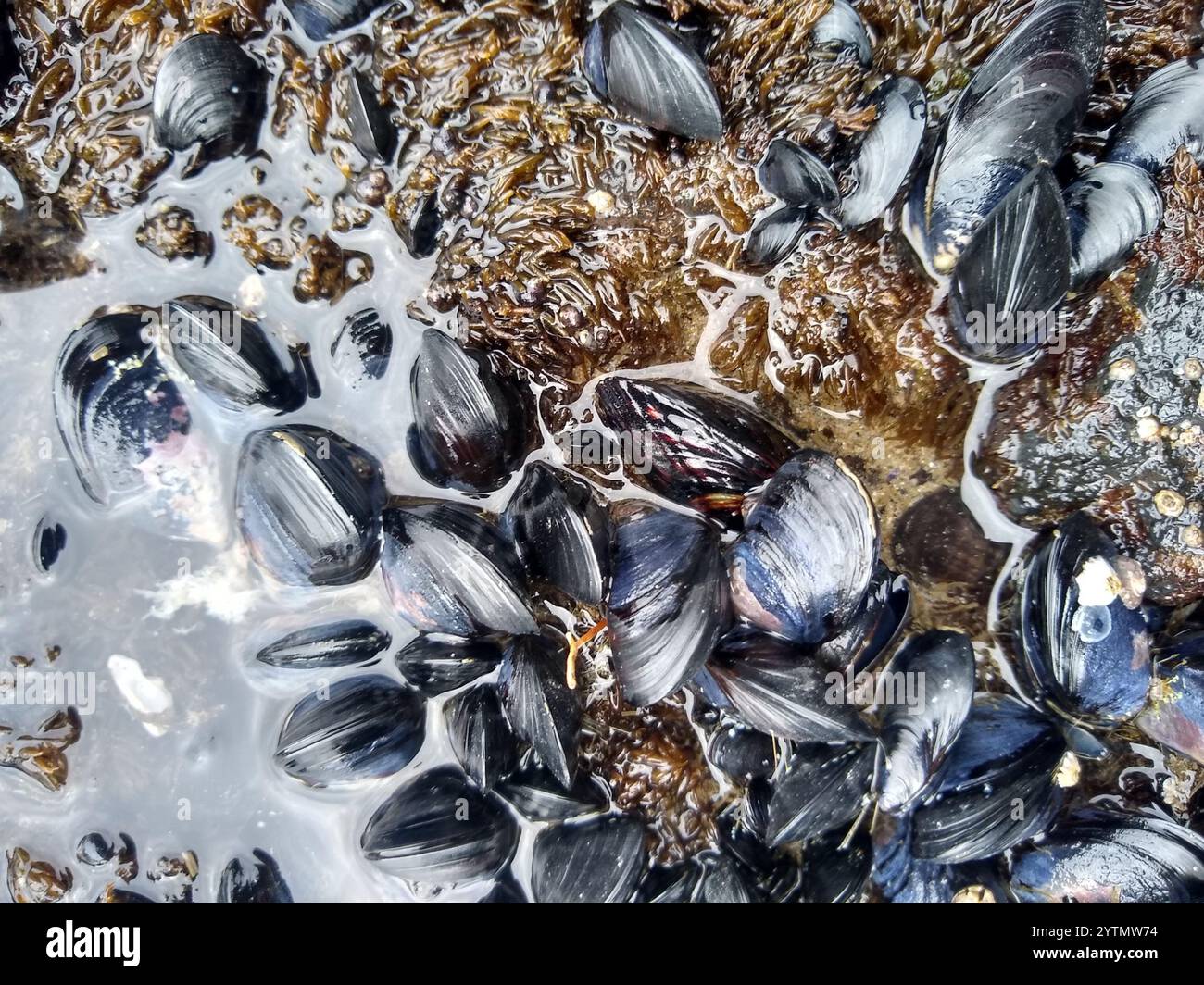 Northern Bay Mussel (Mytilus trossulus Stock Photo - Alamy