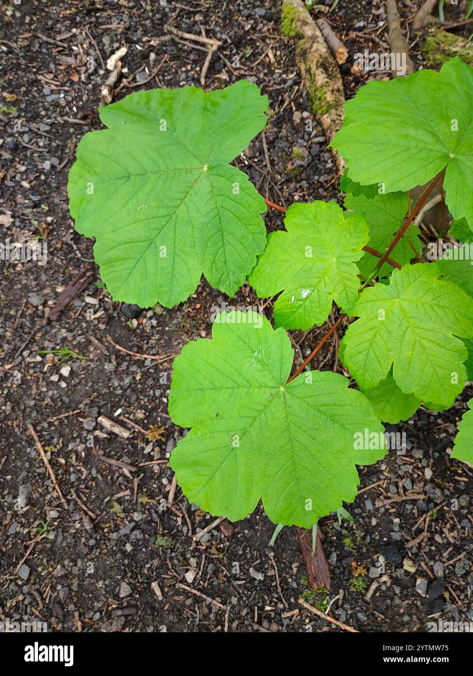 sycamore maple (Acer pseudoplatanus Stock Photo - Alamy