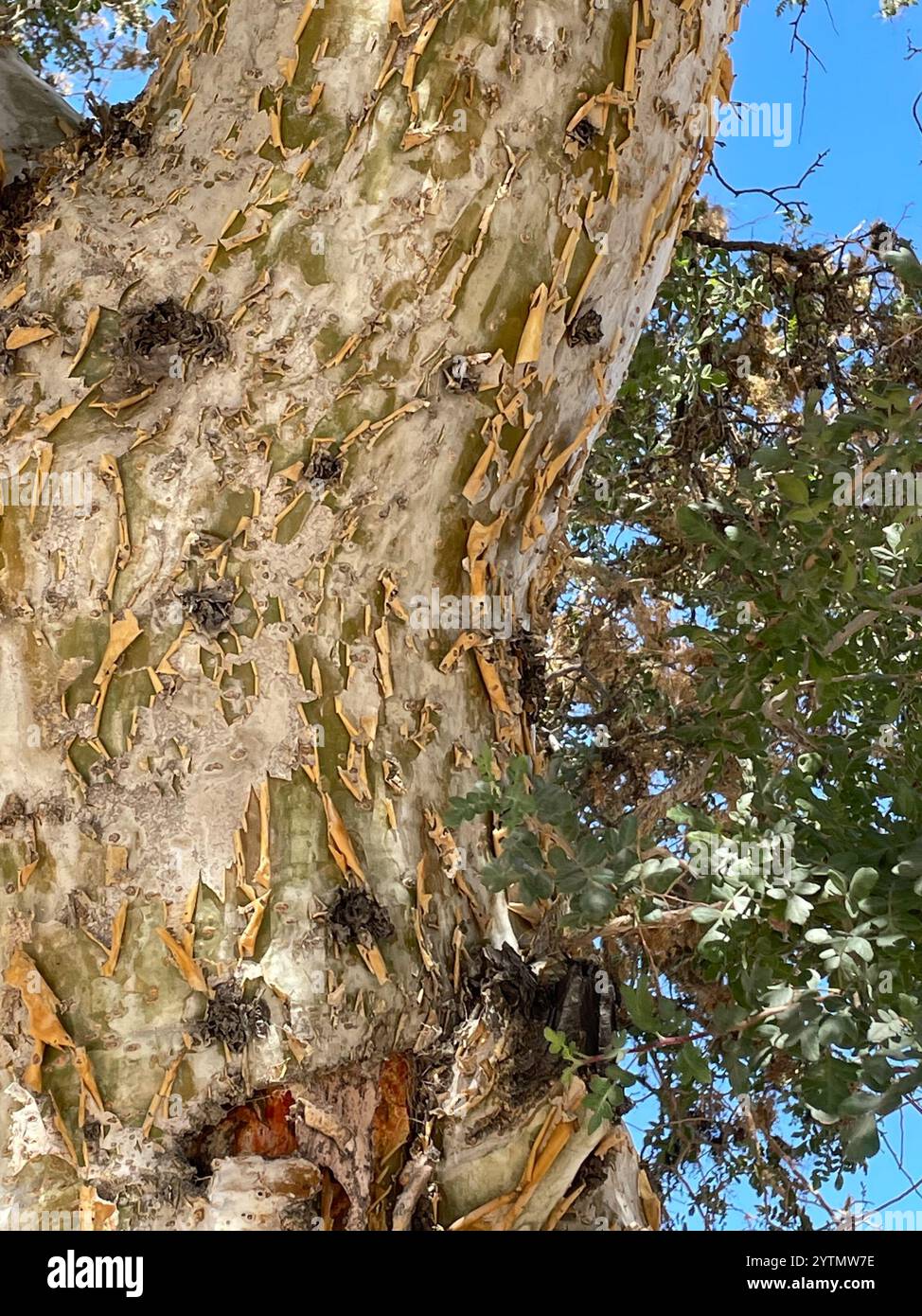 Baja Elephant Tree (Pachycormus discolor Stock Photo - Alamy