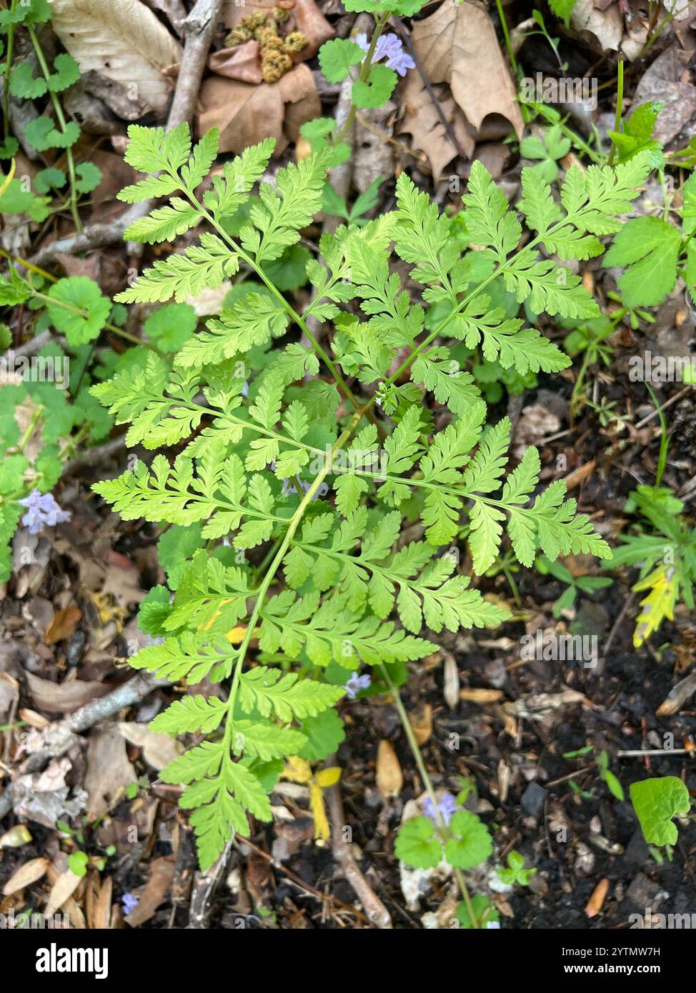 rattlesnake fern (Botrypus virginianus Stock Photo - Alamy