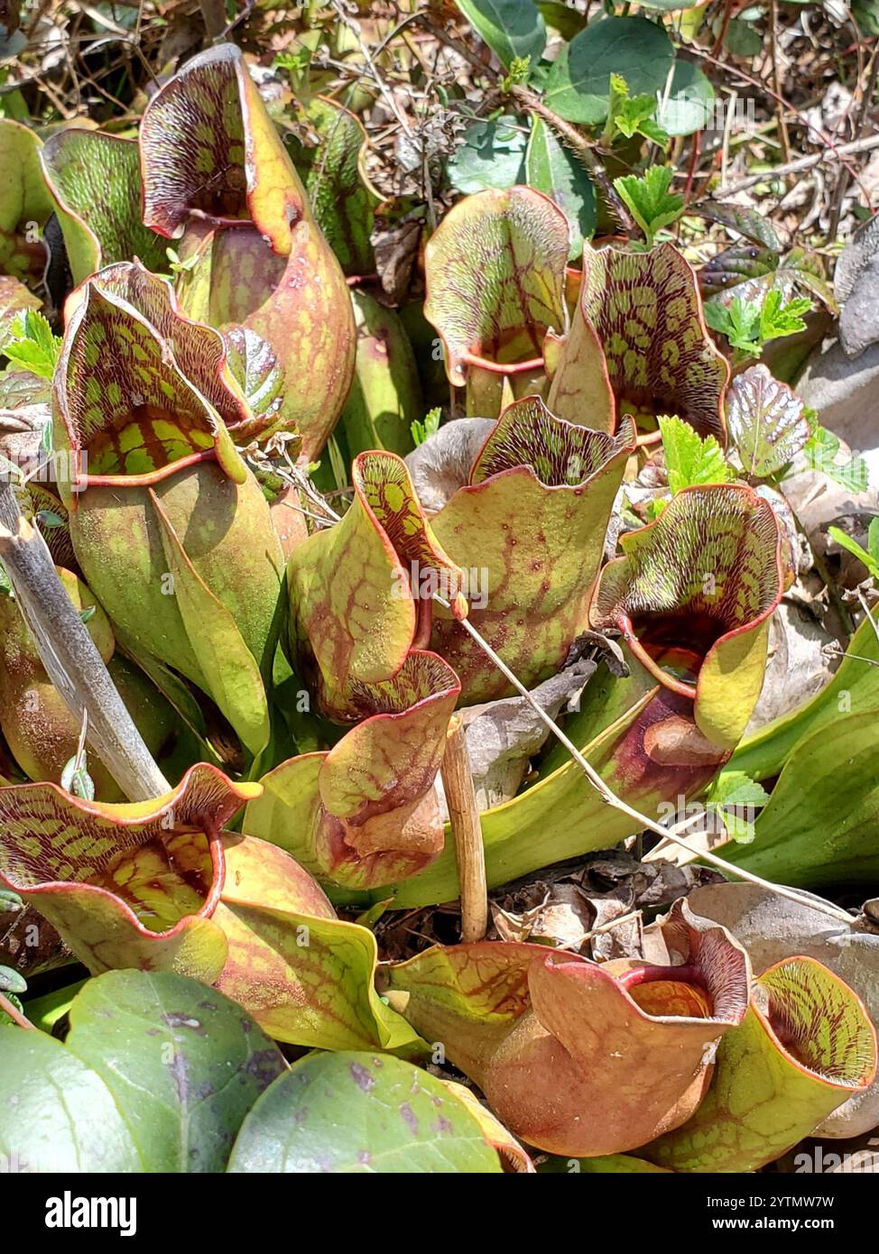purple pitcher plant (Sarracenia purpurea Stock Photo - Alamy