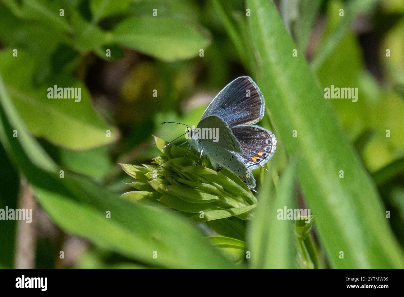 Eastern Tailed-Blue (Cupido comyntas Stock Photo - Alamy