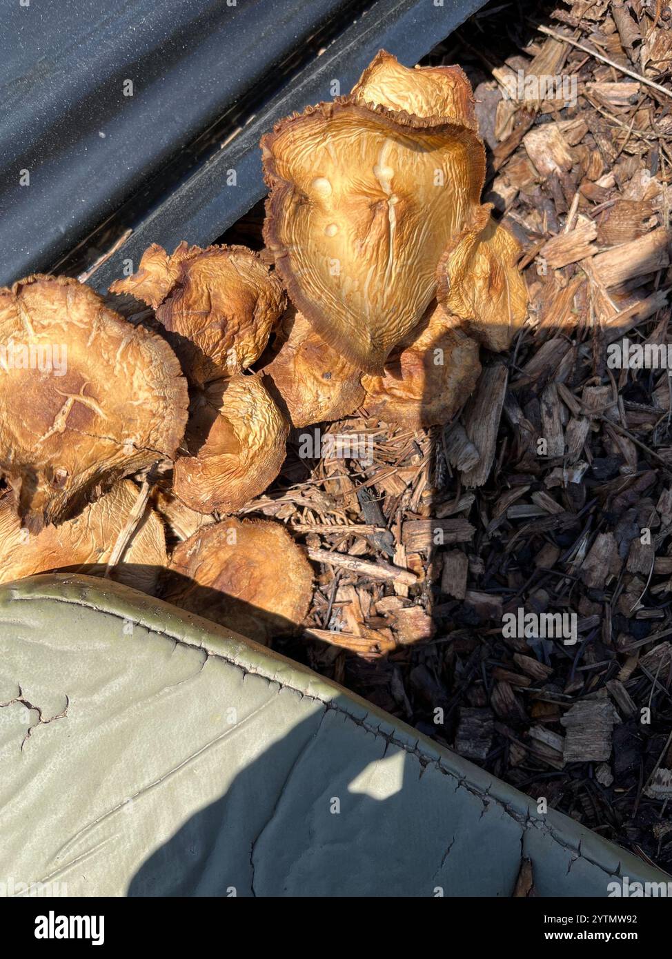 Mulch Fieldcap (Agrocybe putaminum Stock Photo - Alamy