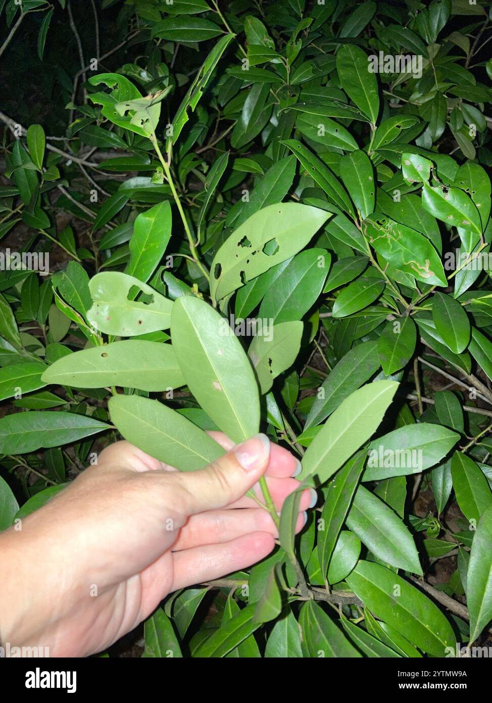 dahoon holly (Ilex cassine Stock Photo - Alamy