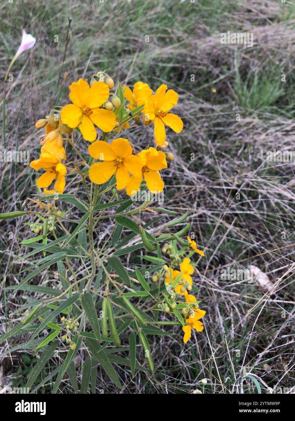 Two-leaved Senna (Senna roemeriana Stock Photo - Alamy