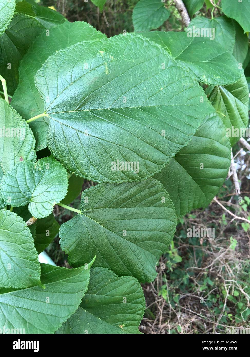 red mulberry (Morus rubra Stock Photo - Alamy
