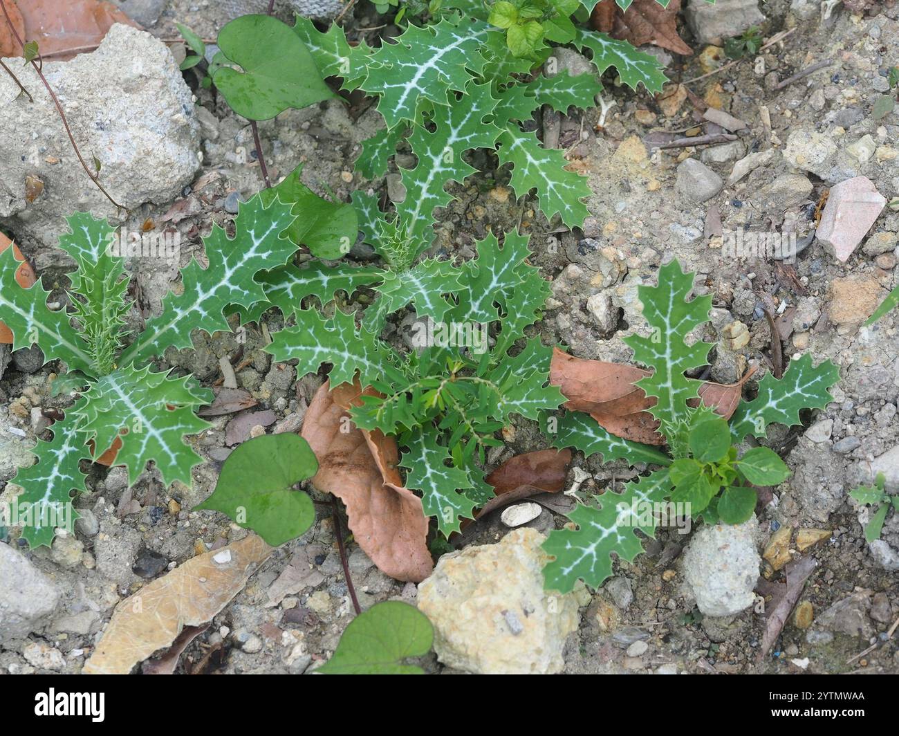 Mexican prickly poppy (Argemone mexicana Stock Photo - Alamy