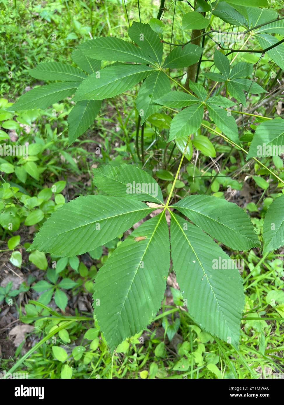 painted buckeye (Aesculus sylvatica Stock Photo - Alamy