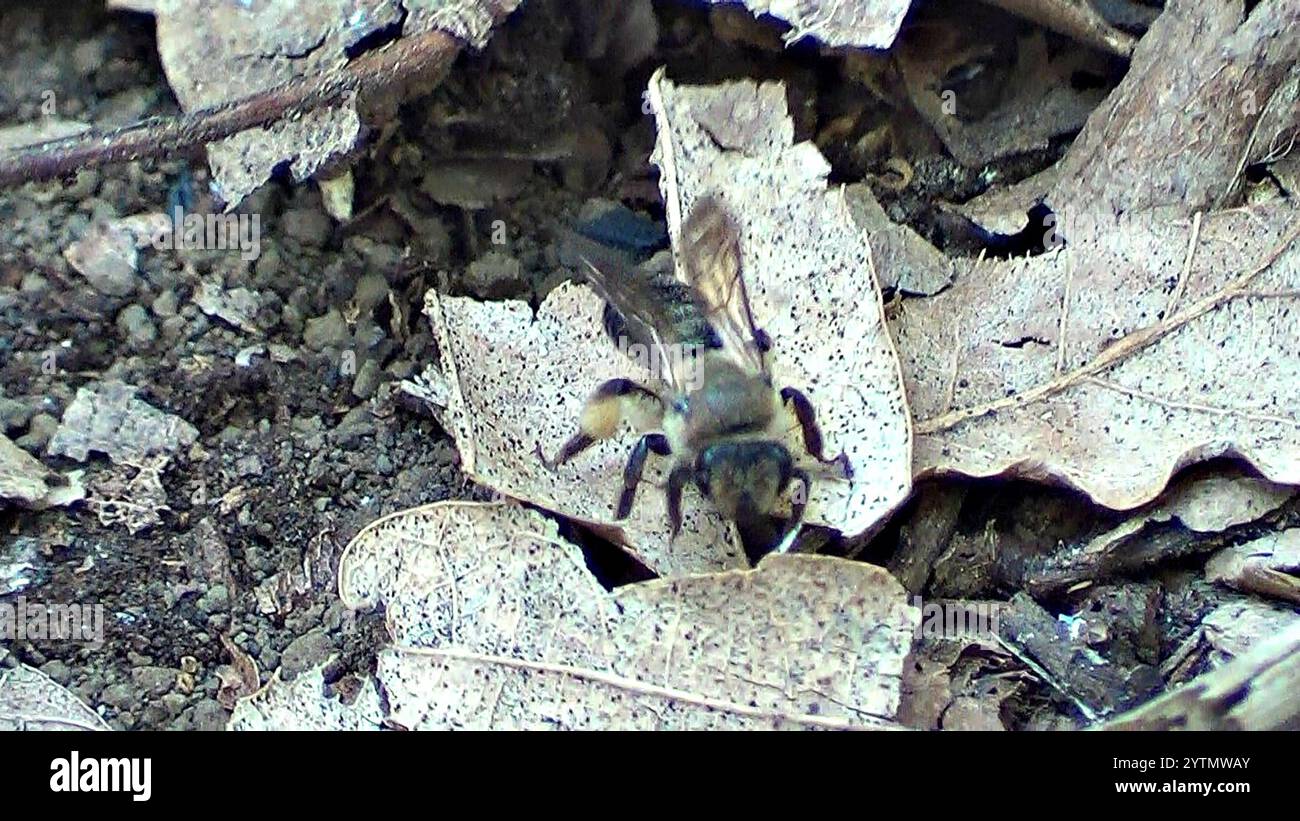 Mining Bees (Andrena Stock Photo - Alamy