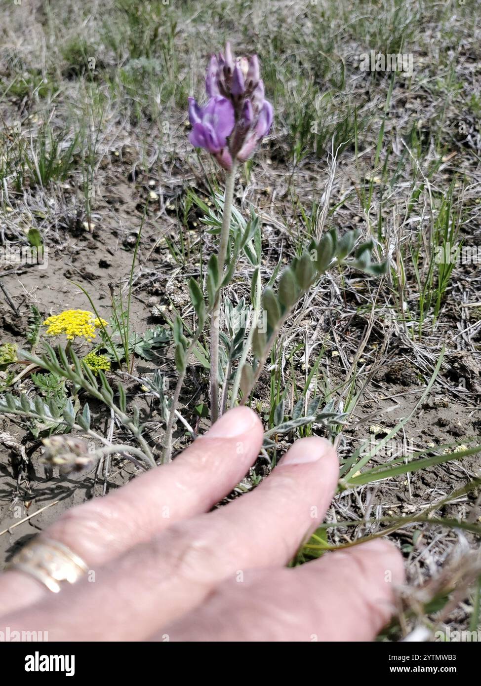Lambert's Locoweed (Oxytropis lambertii Stock Photo - Alamy